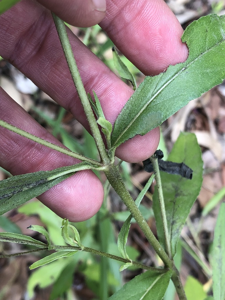 false daisy in February 2023 by cwelden_ecp · iNaturalist