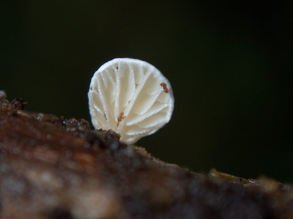 Cheimonophyllum from Exhibition Drive Path, Waitakere Ranges, Titirangi ...