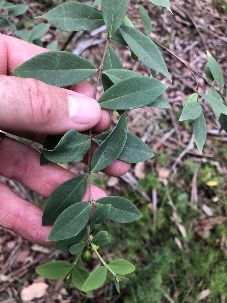 Bootlace Plant in February 2023 by cwelden_ecp · iNaturalist