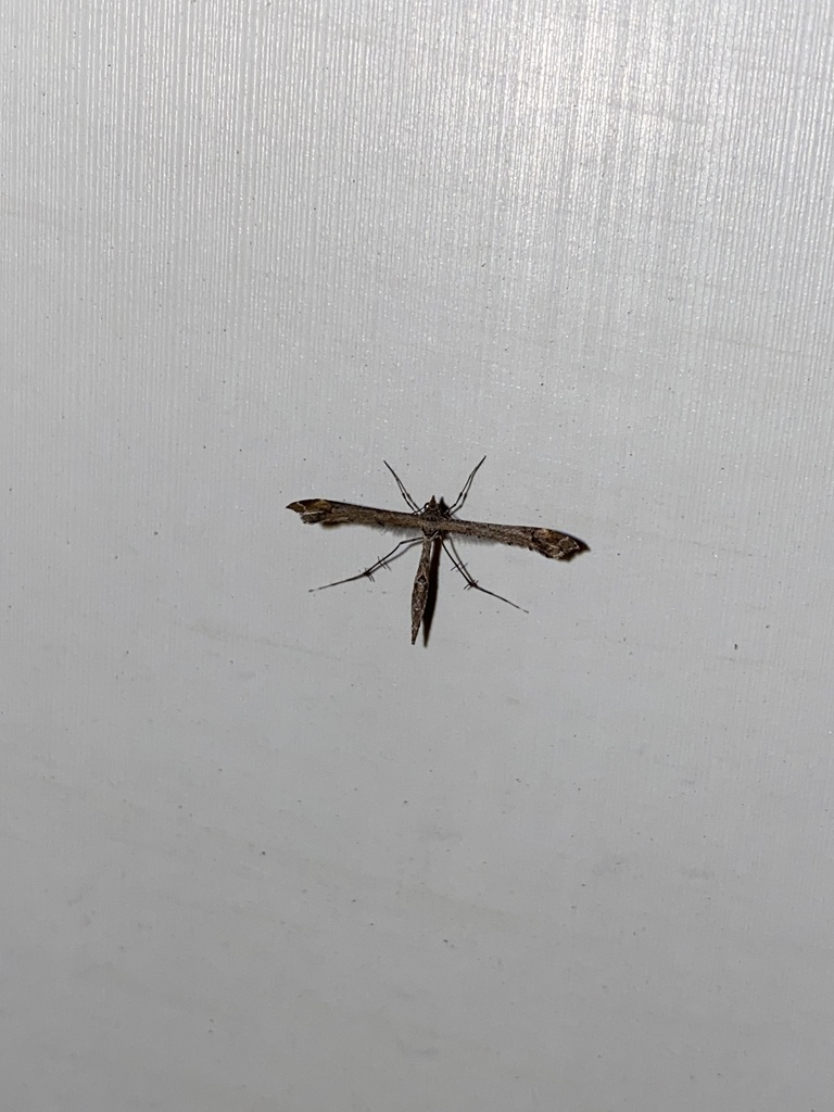 Sage Plume Moth in August 2023 by Hannah Comstock · iNaturalist