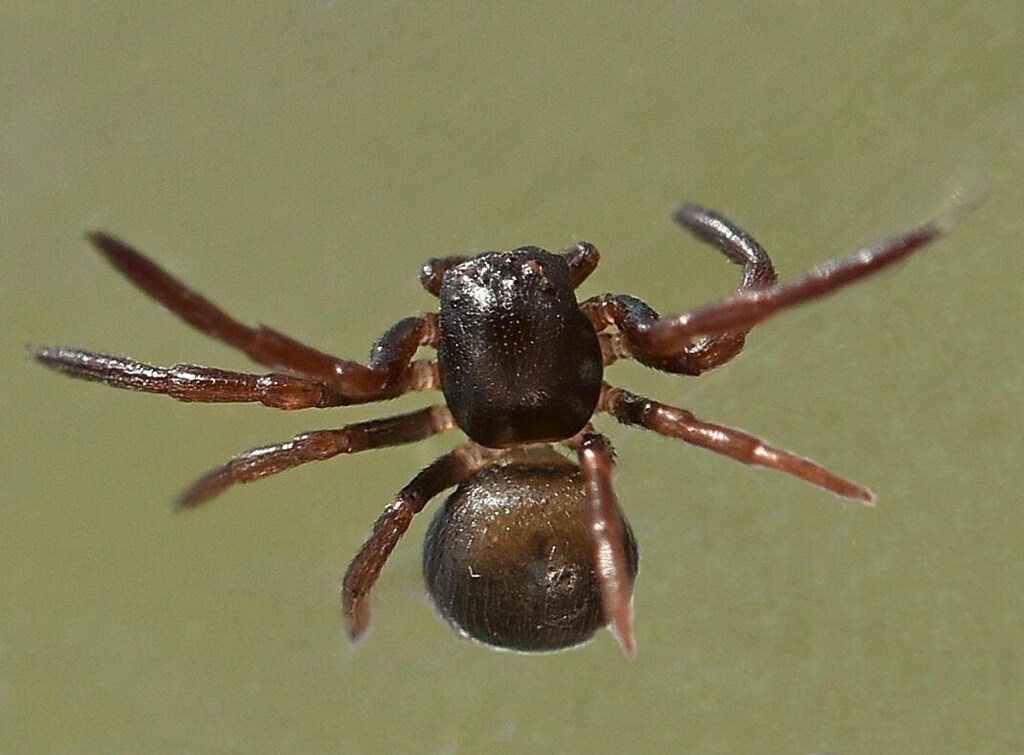 Stiphropus affinis from Manzini, Swasiland on December 22, 2016 at 12: ...