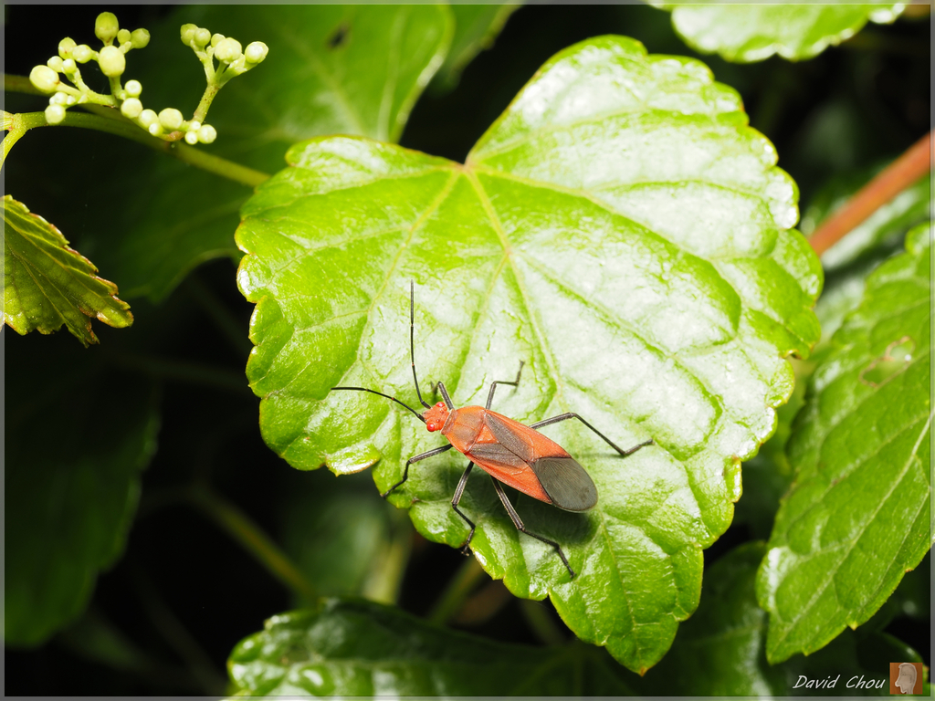 Leptocoris vicinus from 台灣新竹縣 on August 9, 2023 at 09:43 PM by 周業偉 ...