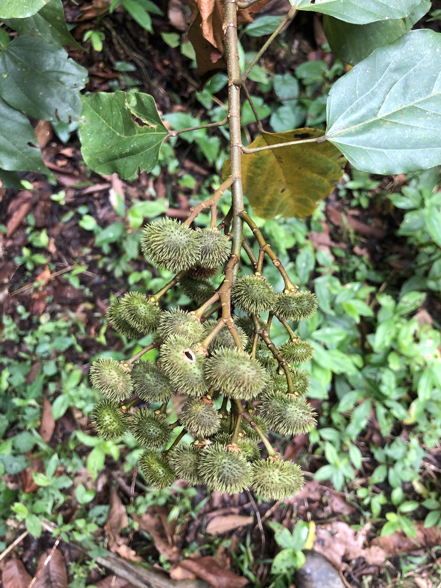 Bixa urucurana Willd.