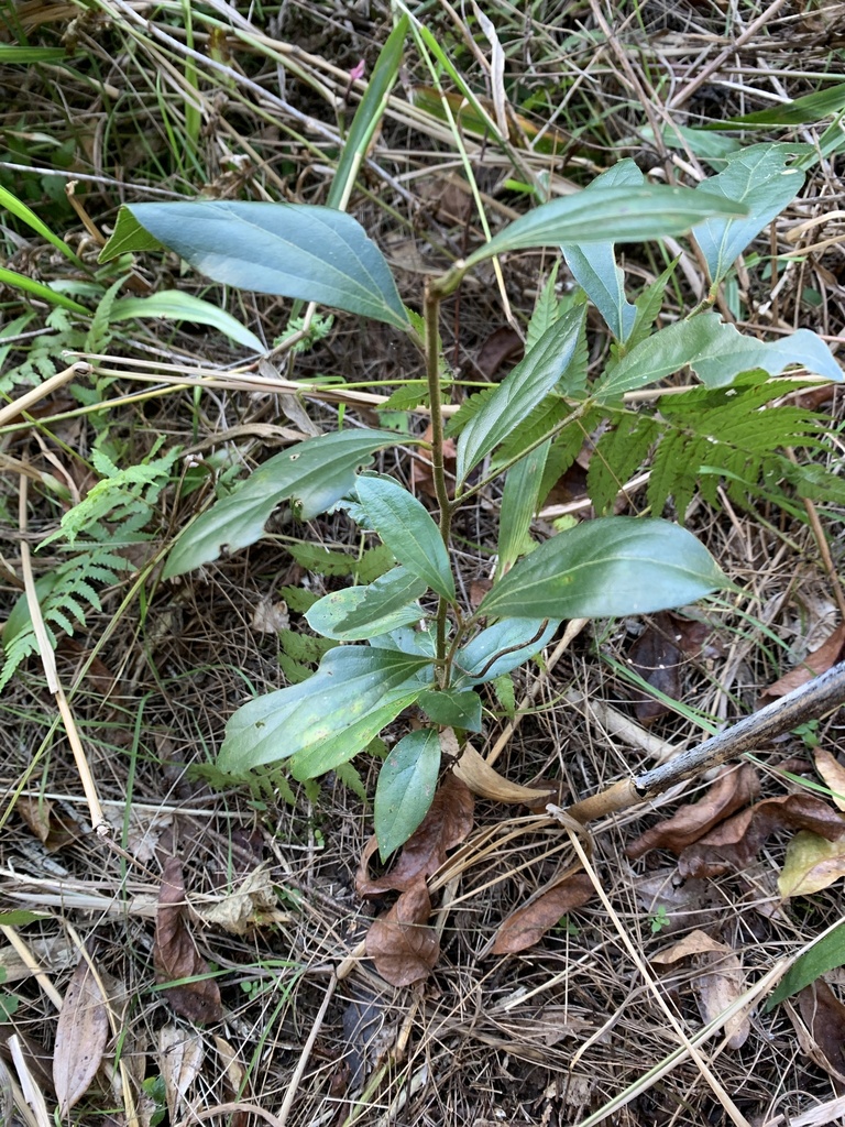 Cryptocarya from Advancetown Rd, Advancetown, QLD, AU on August 11 ...