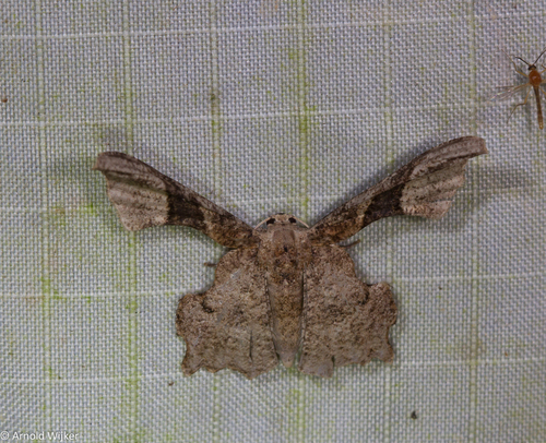 Monobolodes parvinigrata · iNaturalist