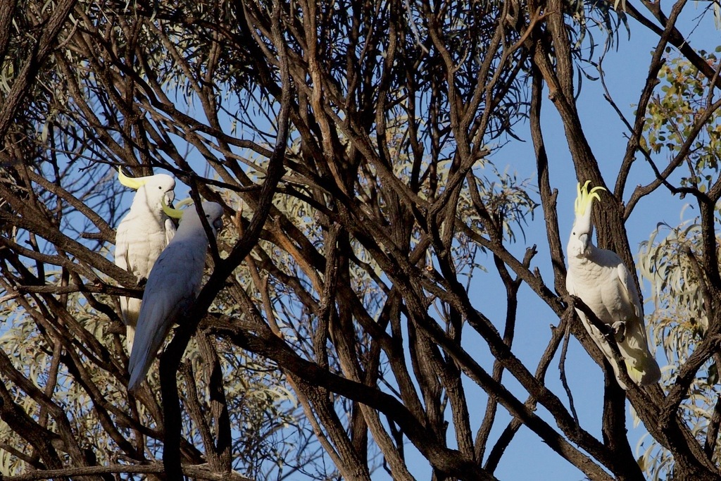 Sulphur-crested Cockatoo from Adavale QLD 4474, Australia on 30 August ...