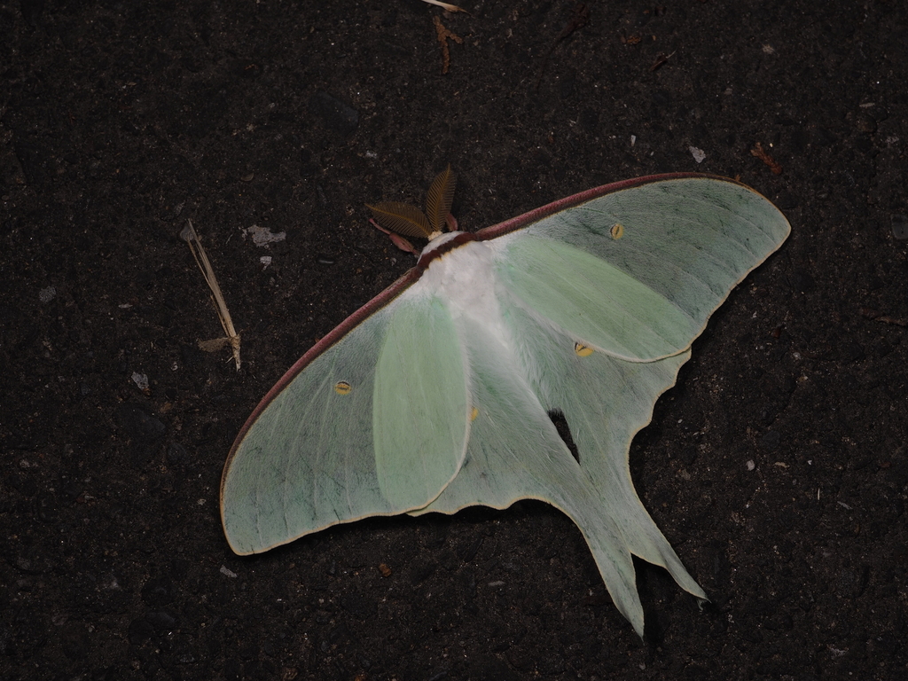 Actias aliena aliena from 日本、〒300-4212 茨城県つくば市神郡 on May 22, 2022 at 10: ...