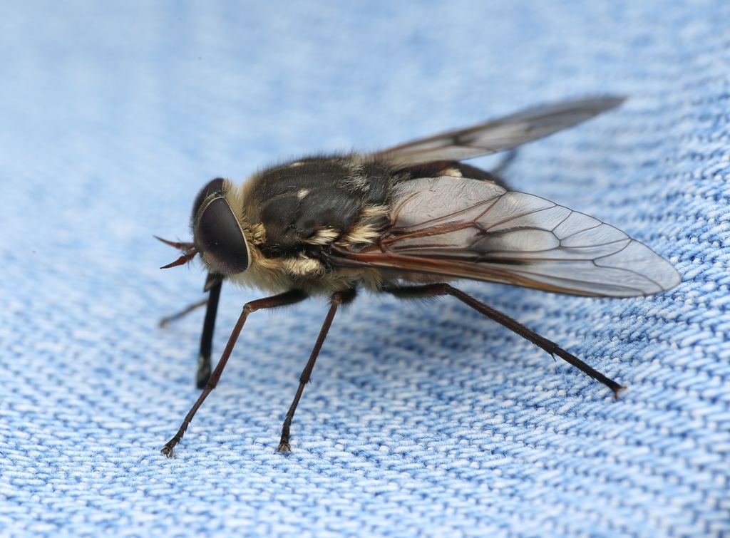 Bush Flies from Margaret River WA 6285, Australia on May 3, 2022 at 04: ...