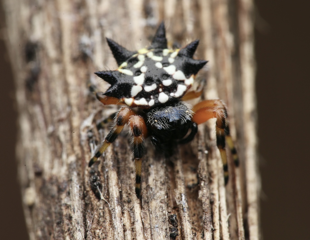 Christmas Jewel Spider from Margaret River WA 6285, Australia on May 3 ...