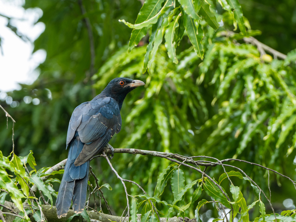 Asian Koel from San Kamphaeng, Chiang Mai on August 10, 2023 at 09:32 ...