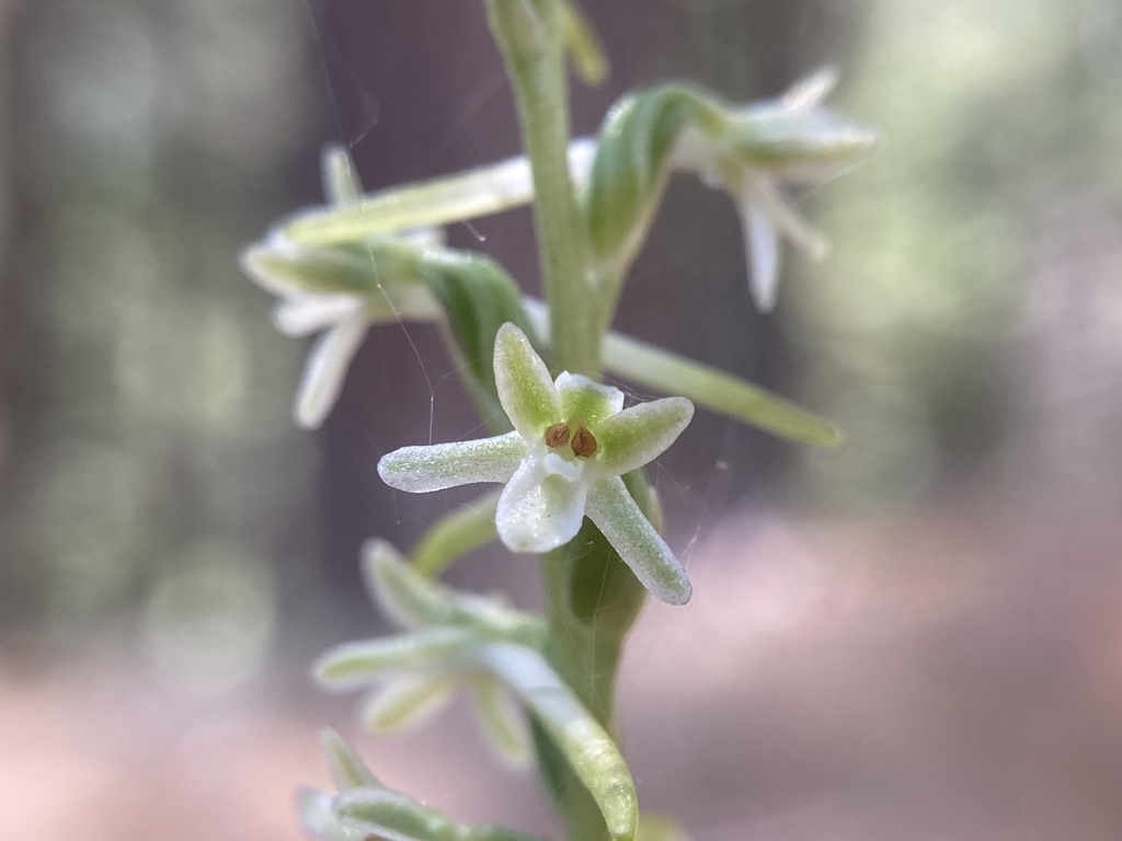 Flat Spurred Piperia from Olympic National Park, Port Angeles, WA, US ...