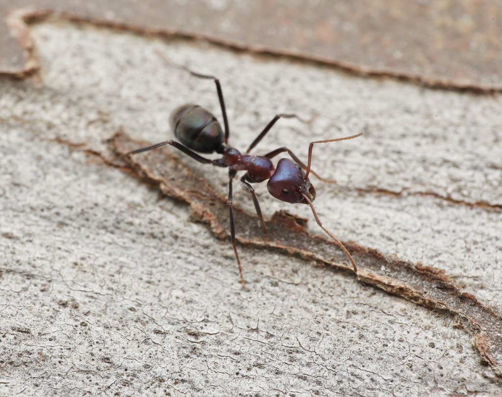 Southern Meat Ant from Margaret River WA 6285, Australia on May 8, 2022 ...