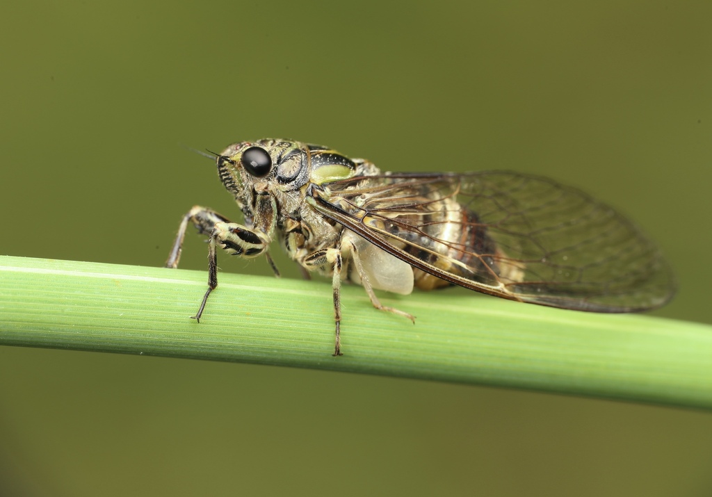 True Largeclasper Cicadas from Margaret River WA 6285, Australia on May ...