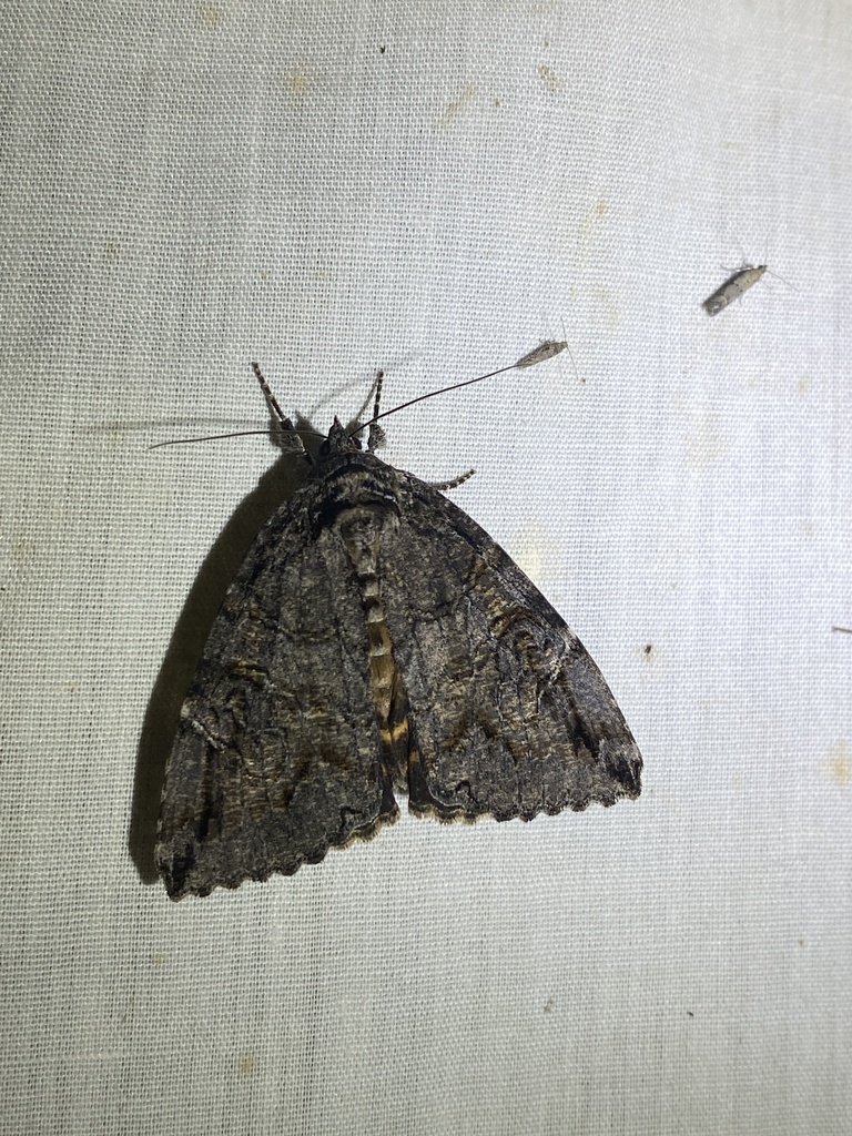 Locust Underwing from Coronado National Forest, Pearce, AZ, US on ...