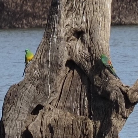 Red-rumped Parrot from Nichols Point VIC 3501, Australia on August 11 ...
