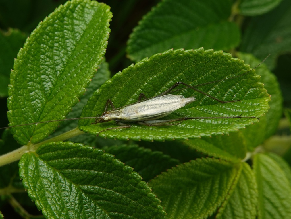 Oecanthus longicauda in August 2023 by orthoptera-jp · iNaturalist