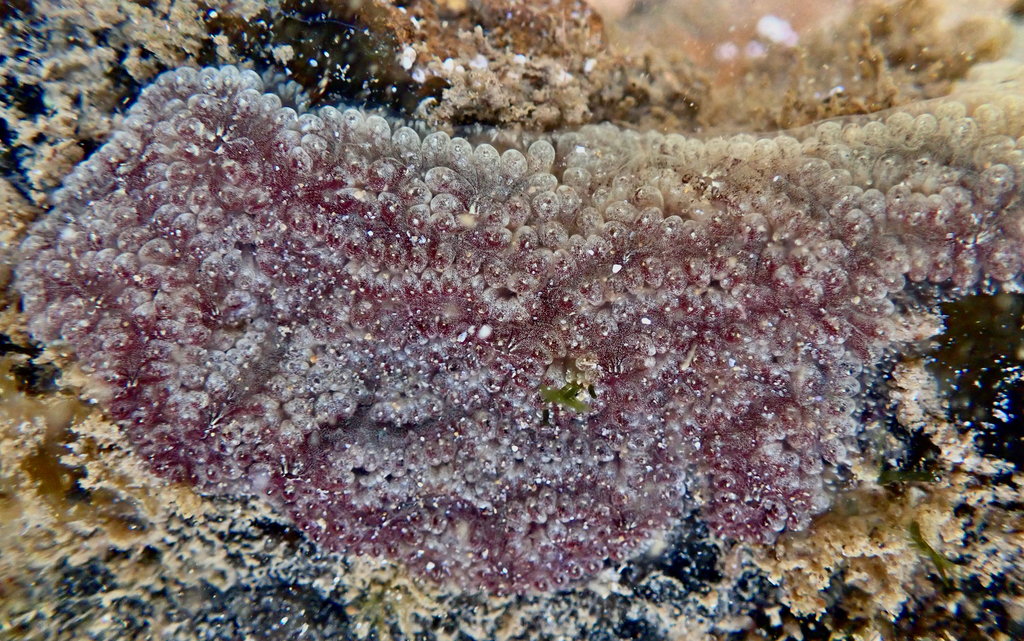 ladder ascidian from Ricketts Point VIC, Australia on July 26, 2023 at ...