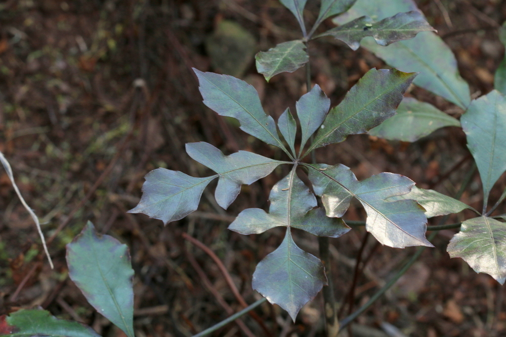 South African cabbage trees from Rietfontein, Pretoria, 0084, South ...