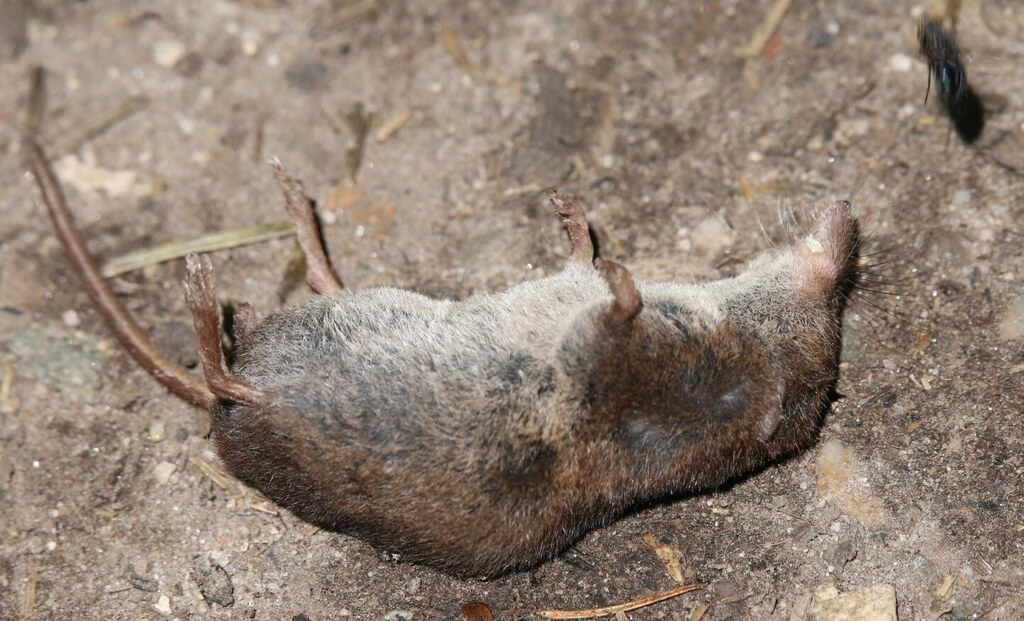 Common Shrew from Rila, Bulgaria on July 17, 2023 at 11:41 AM by Luca ...