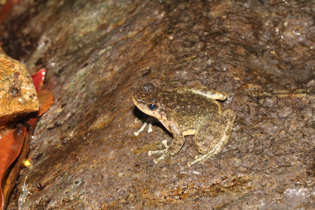 White-spined Cascade Frog from Lantau Island, Hong Kong on August 9 ...