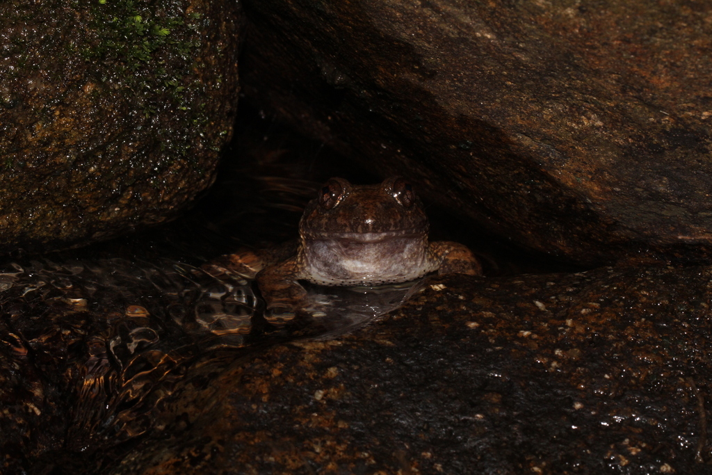 Lesser Spiny Frog from Lantau Island, Hong Kong on August 9, 2023 at 07 ...