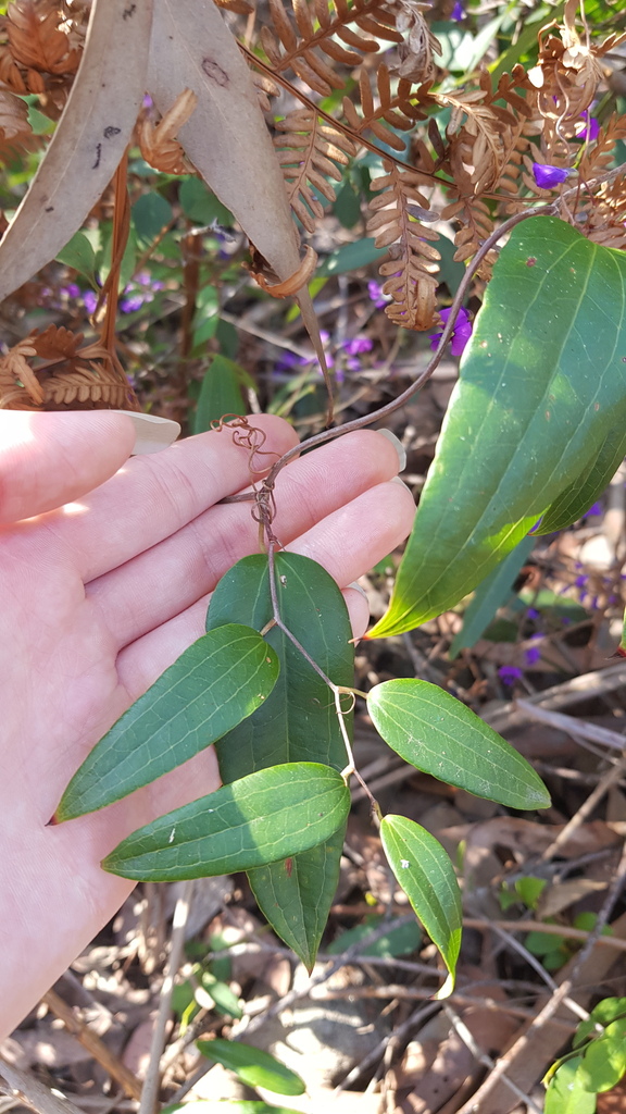 Sweet Sarsaparilla from Sydney NSW, Australia on August 3, 2023 at 02: ...