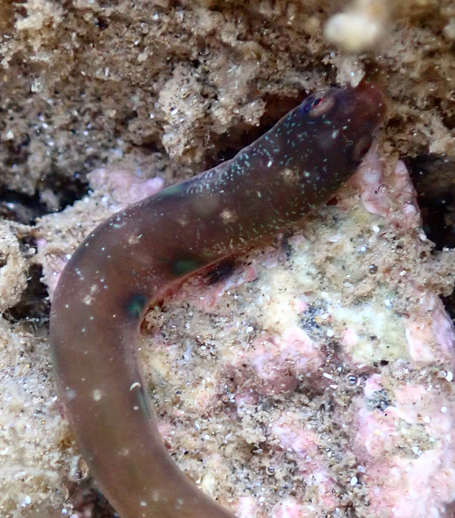 Common Shore Eel from Ricketts Point VIC, Australia on July 26, 2023 at ...