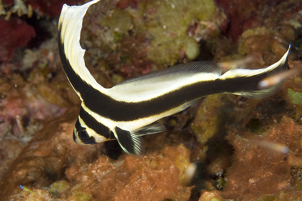 Spotted Drum (Saltwater Fish of Louisiana) · iNaturalist