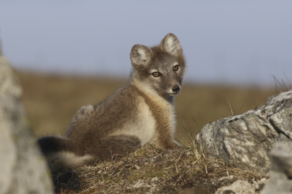 Svalbard Fox from South Spitsbergen National Park, Longyearbyen ...