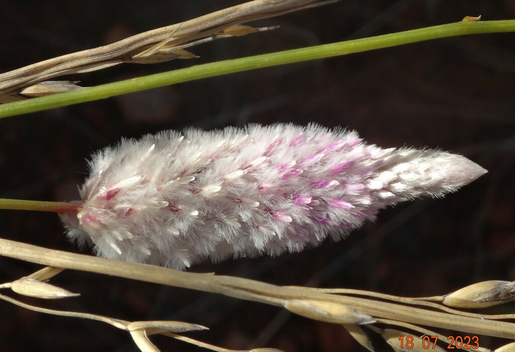 weeping mulla mulla from Kupartiya WA 6770, Australia on July 18, 2023 ...