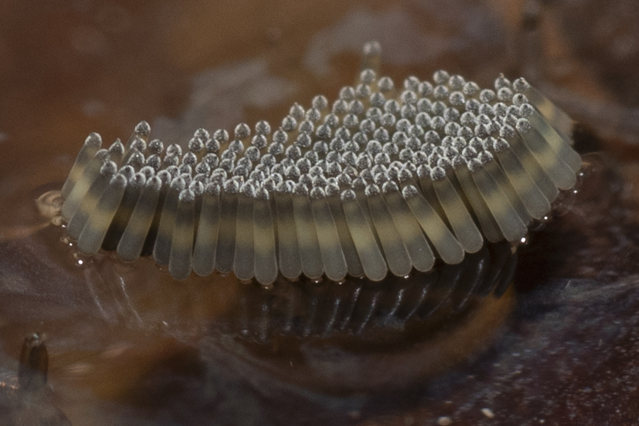 Culex from Orange, CA, USA on July 10, 2023 at 11:45 PM by Kyle Eaton ...