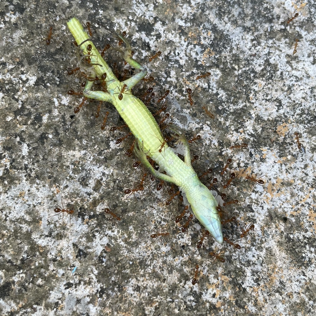 Green Grass Lizard in August 2023 by Takaaki Hattori · iNaturalist