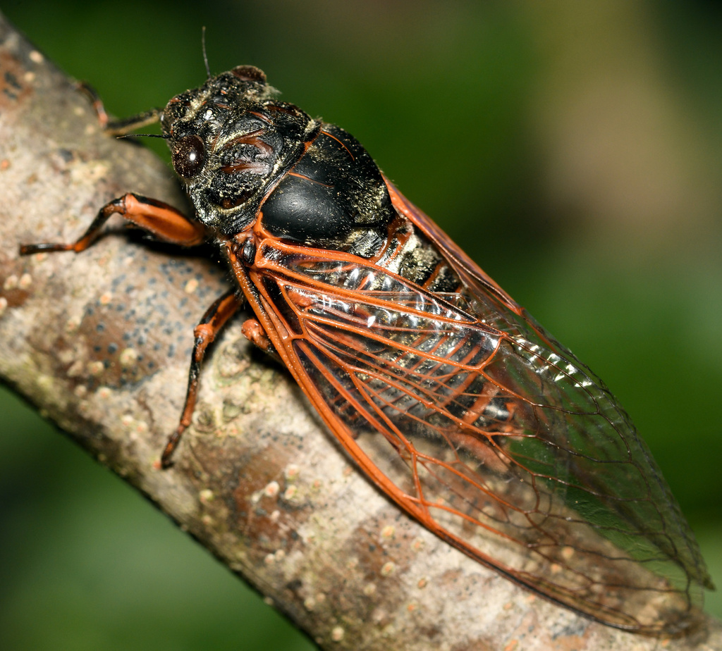Red Cicada from Unnamed Road, 34980 Murles, France on July 5, 2023 at ...