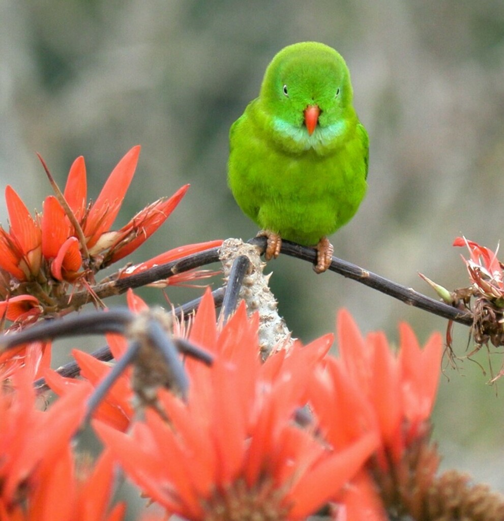 Hanging-Parrots (Loriculus) - Avian Discovery