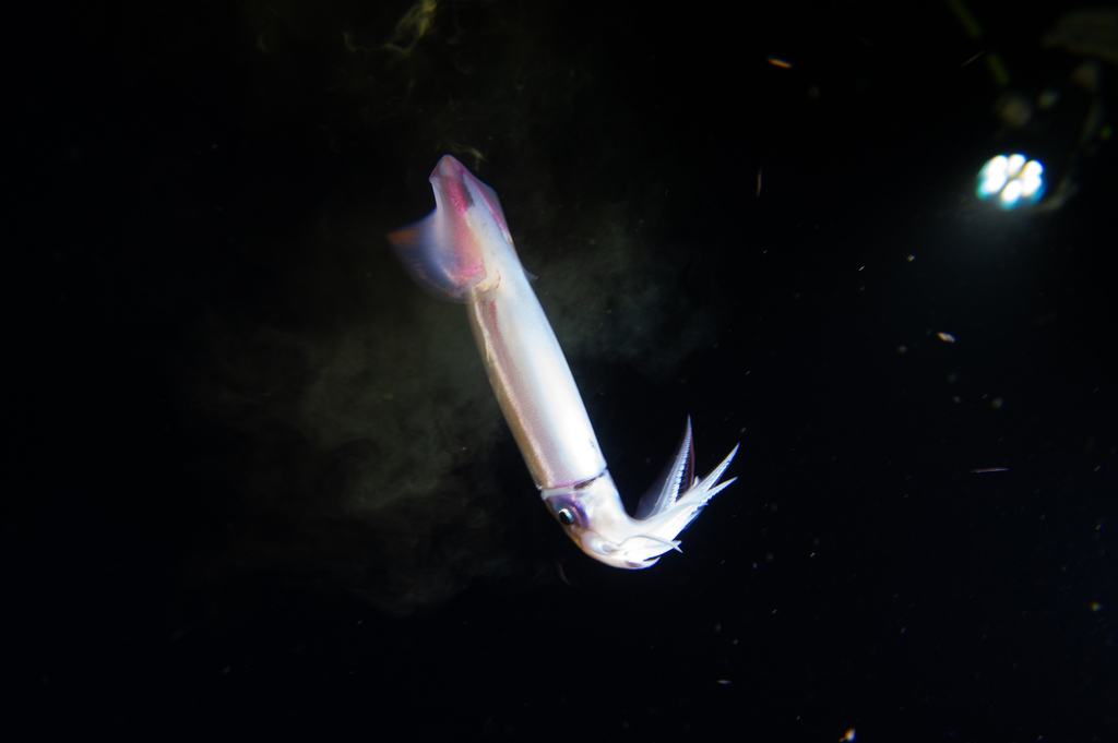 Neon Flying Squid (Cephalopods of the United States) · iNaturalist