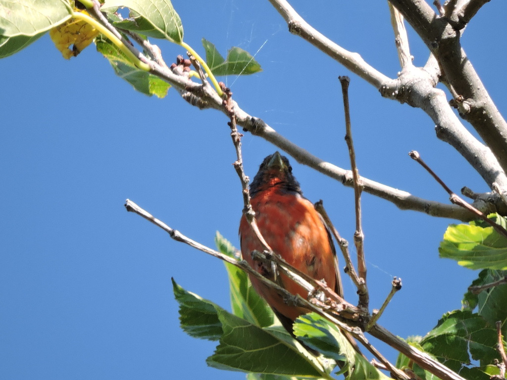 Painted Bunting from Meoqui, Chih., México on August 7, 2023 at 09:08 ...