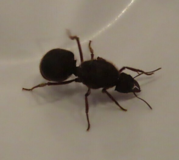 Texas Leafcutter Ant from Gotier Trace Road, Paige, TX, USA on May 10 ...