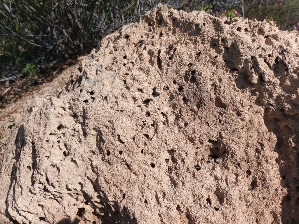 Balbyter Sugar Ants from Oudtshoorn Local Municipality, South Africa on ...