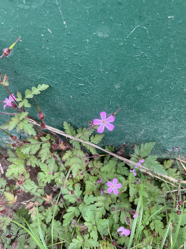 Herb Robert from Pitcombe, Bruton, England, GB on 11 August, 2023 at 12 ...