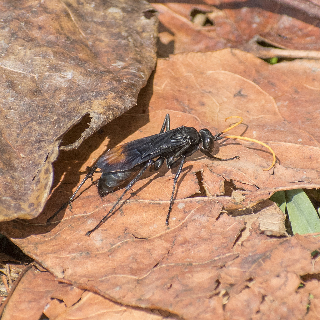 Eastern Tawny-horned Spider Wasp from Montgomery County, OH, USA on ...