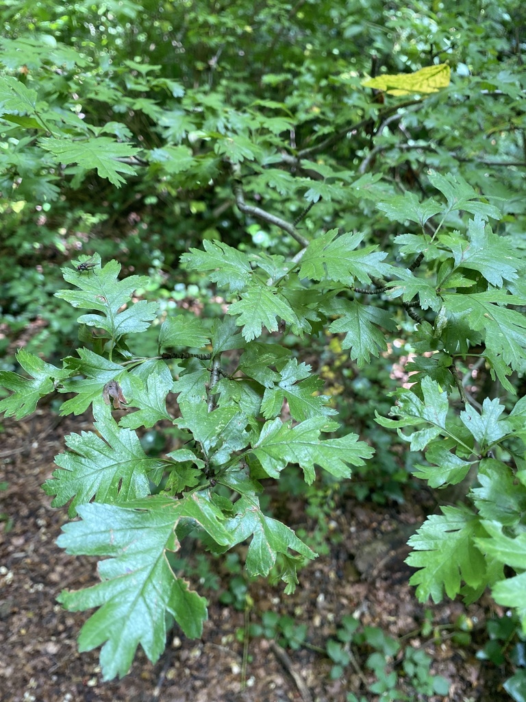 common hawthorn from Church Road, Manchester, England, GB on August 11 ...