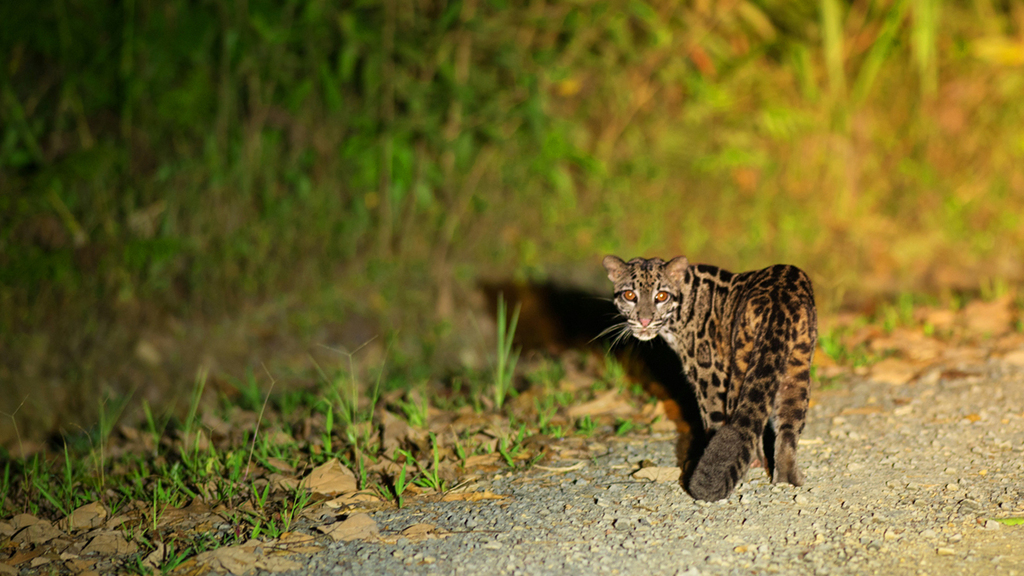 Sunda Clouded Leopard in March 2019 by Royle Safaris. Photographer ...