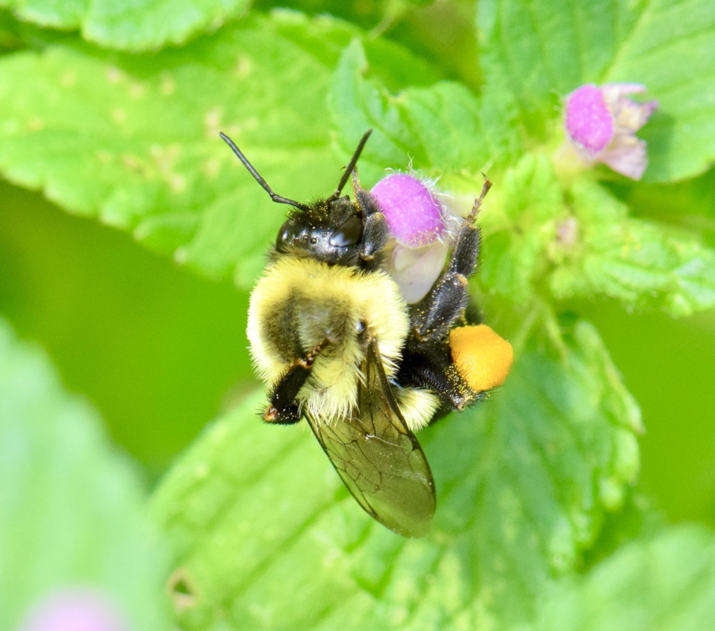 Common Eastern Bumble Bee from 320 Browns Trace Rd, Jericho, VT 05465 ...