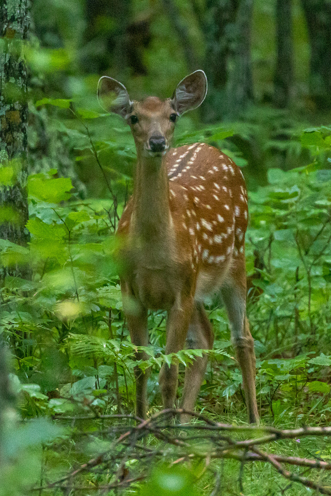 Sika Deer from Сикхотэ-Алинь on August 4, 2023 at 06:59 PM by Сергей ...