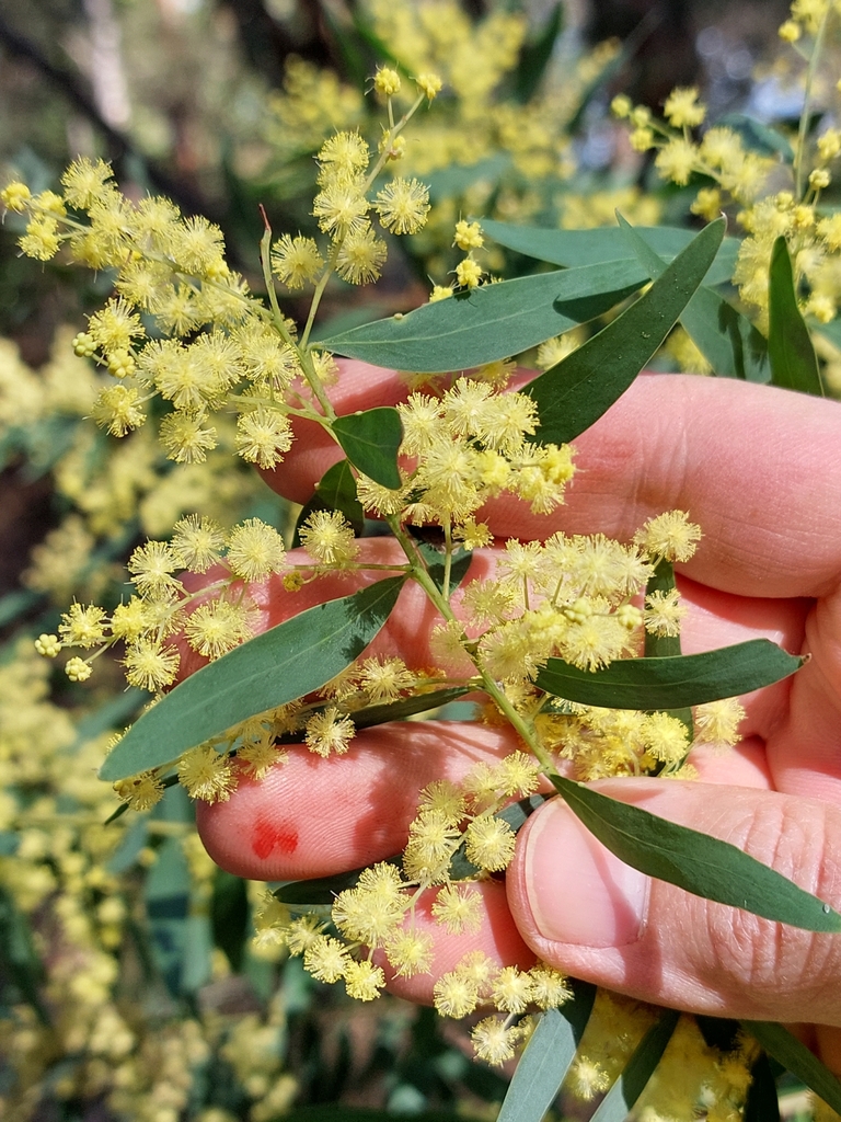 Gosford Wattle from Oatley NSW 2223, Australia on August 10, 2023 at 01 ...
