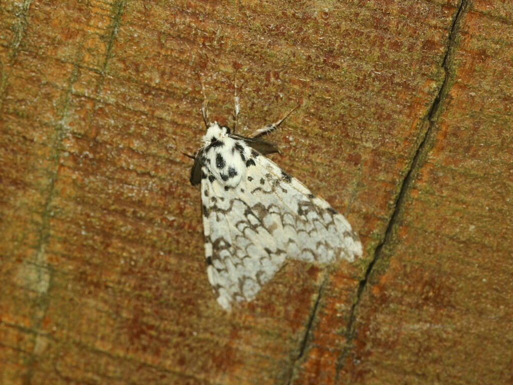 Lymantria concolor from 台灣台中市 on July 20, 2023 at 07:19 AM by Lijin ...