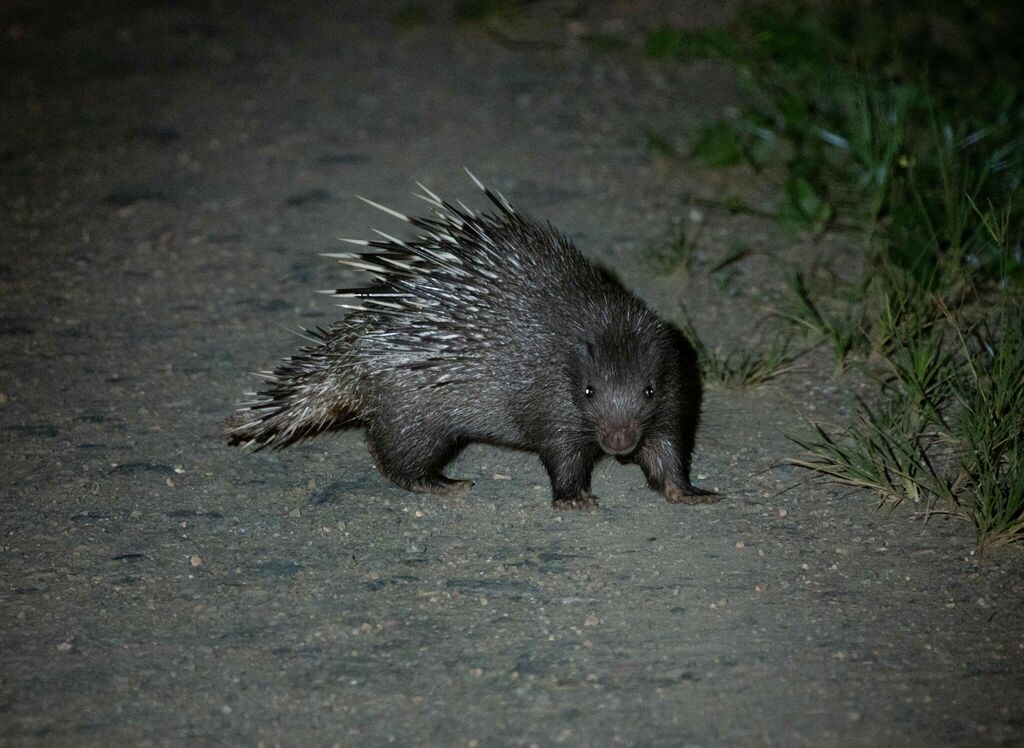 Thick-spined Porcupine from Lahad Datu, Sabah, Malaysia on August 29 ...