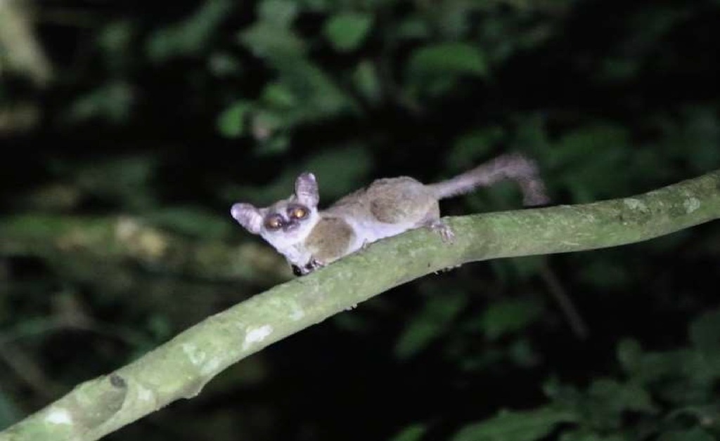 Thomas's Dwarf Galago from Uganda on April 8, 2018 at 01:19 PM by Royle ...