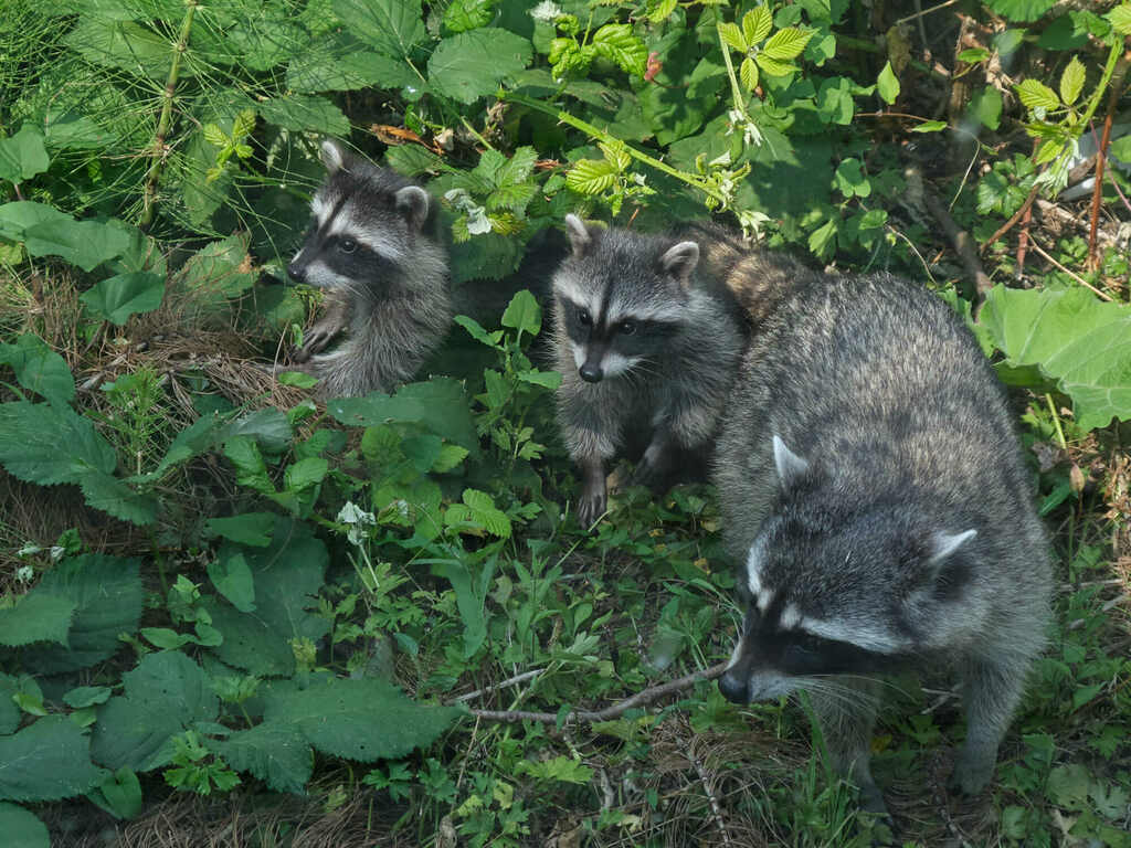 Common Raccoon from Central Vancouver, Vancouver, BC, Canada on July 4 ...