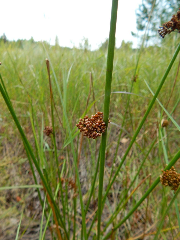 Compact Rush from Заволжский р-н, Чебоксары, Чувашская Респ., Россия on ...